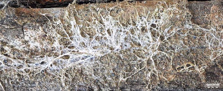 All About Dry Rot and How It Can Damage Your Home - DWES