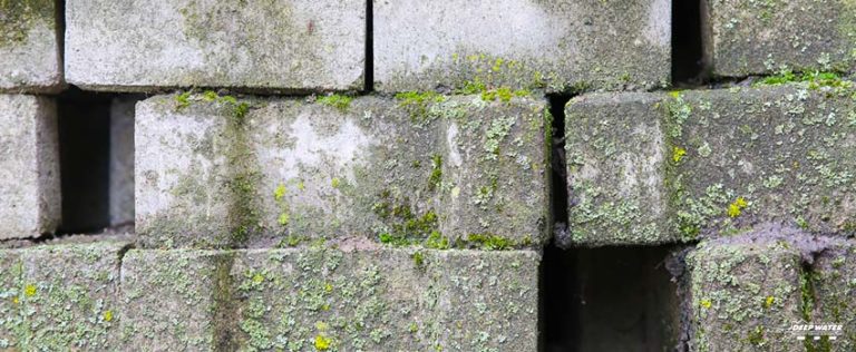 What You Should Know About Outdoor Mold - Deep Water Emergency Service